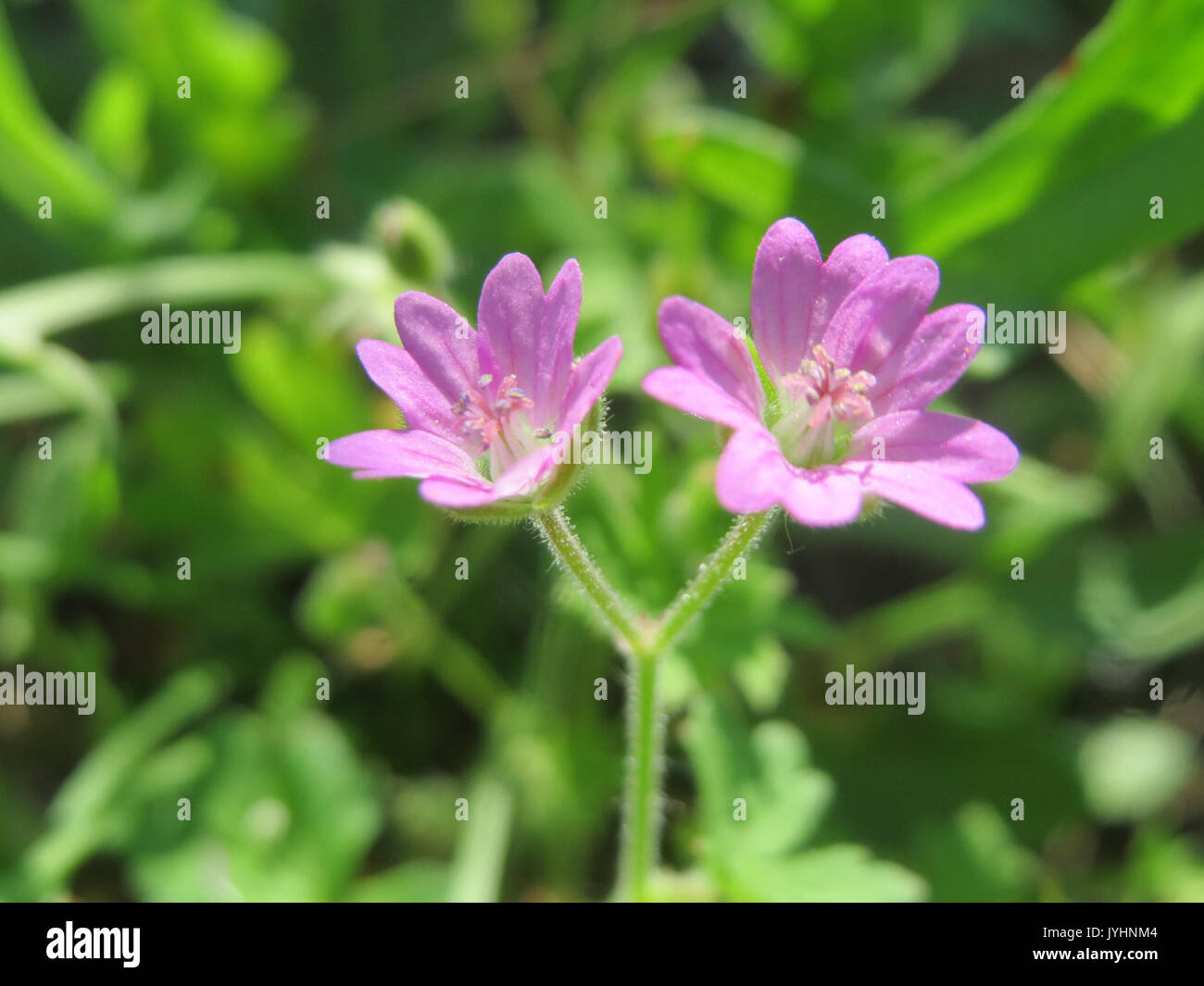 Scientific family geraniaceae hi-res stock photography and images - Alamy