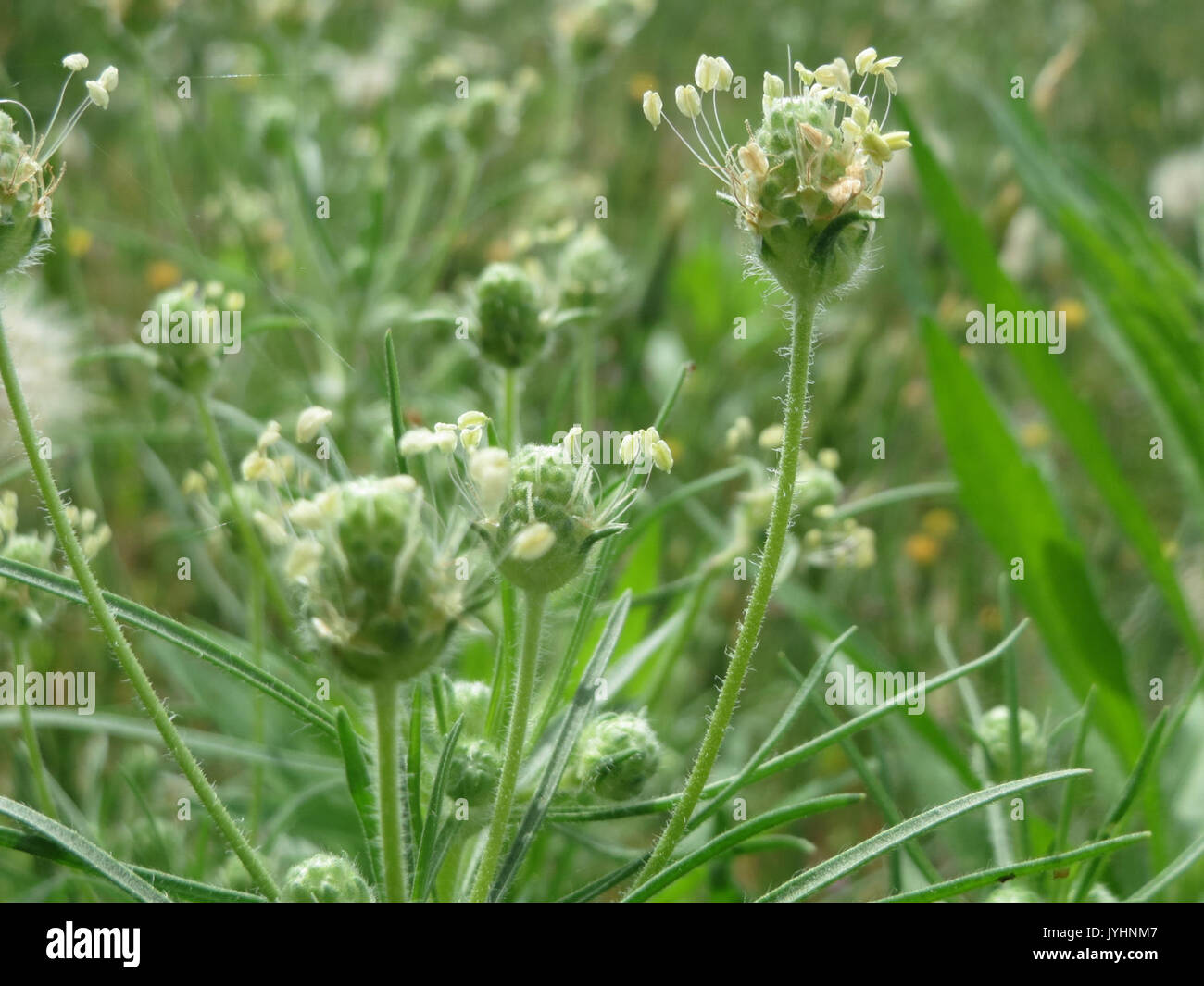 Plantago genus hi-res stock photography and images - Alamy