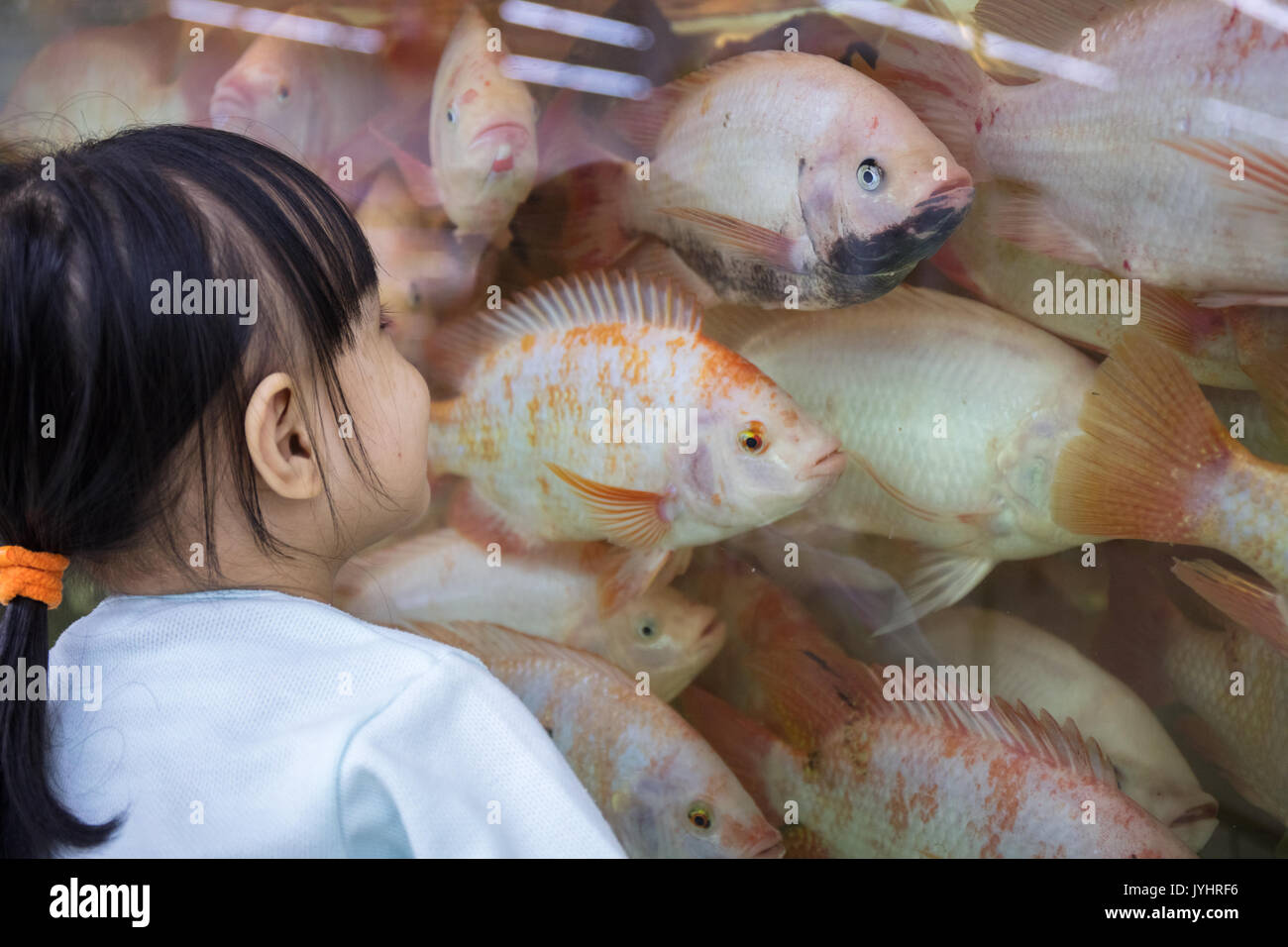 Choosing fish aquarium hi-res stock photography and images - Alamy
