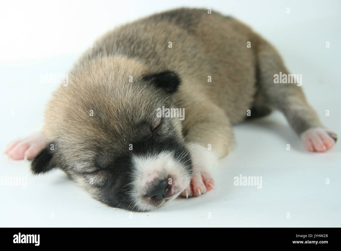 New born puppy hi-res stock photography and images - Alamy