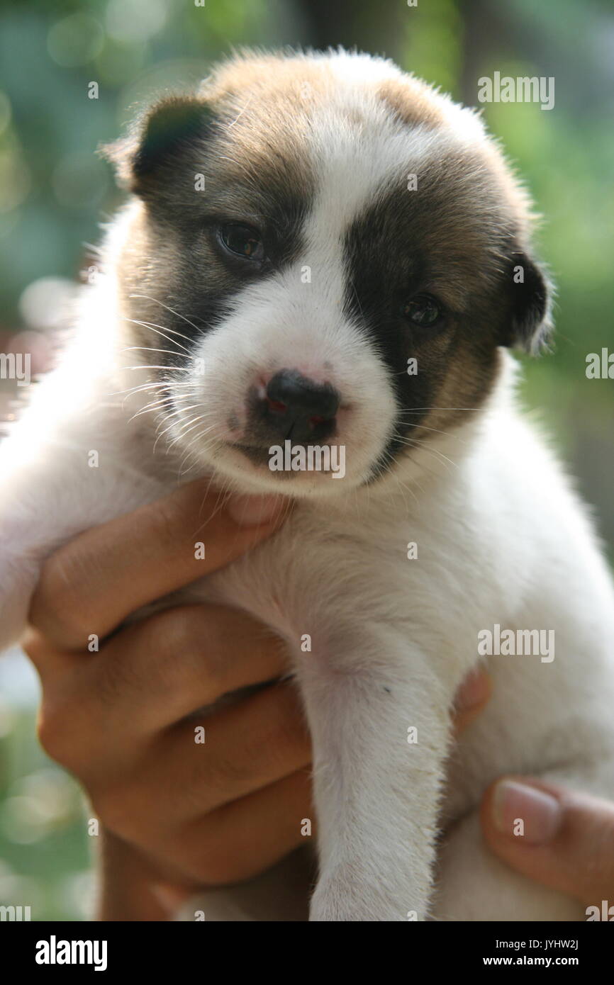 mixed breed new born puppy Stock Photo - Alamy