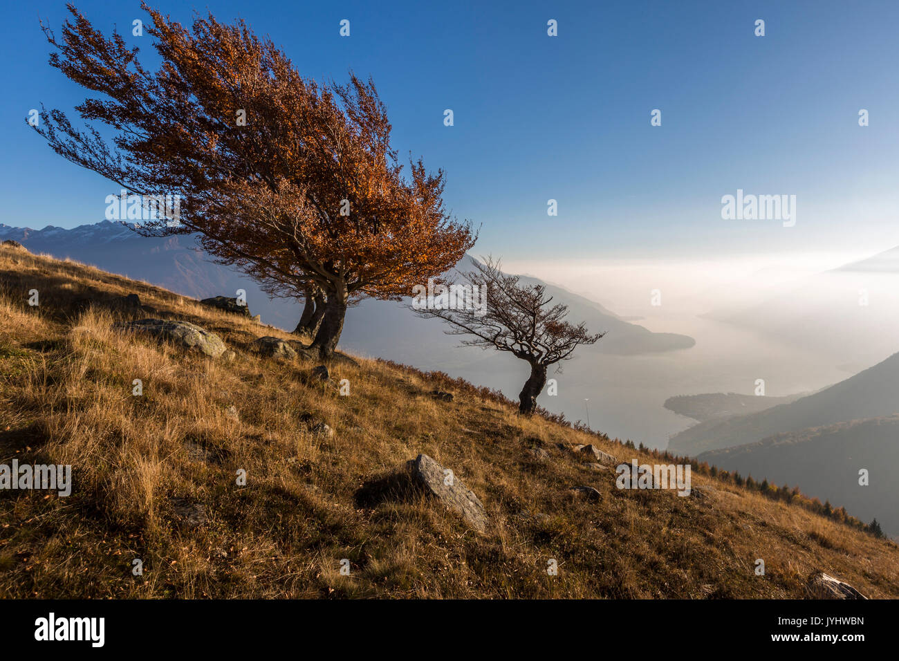 Three beech trees with Lake Como on the background. Alto Lario, Como ...