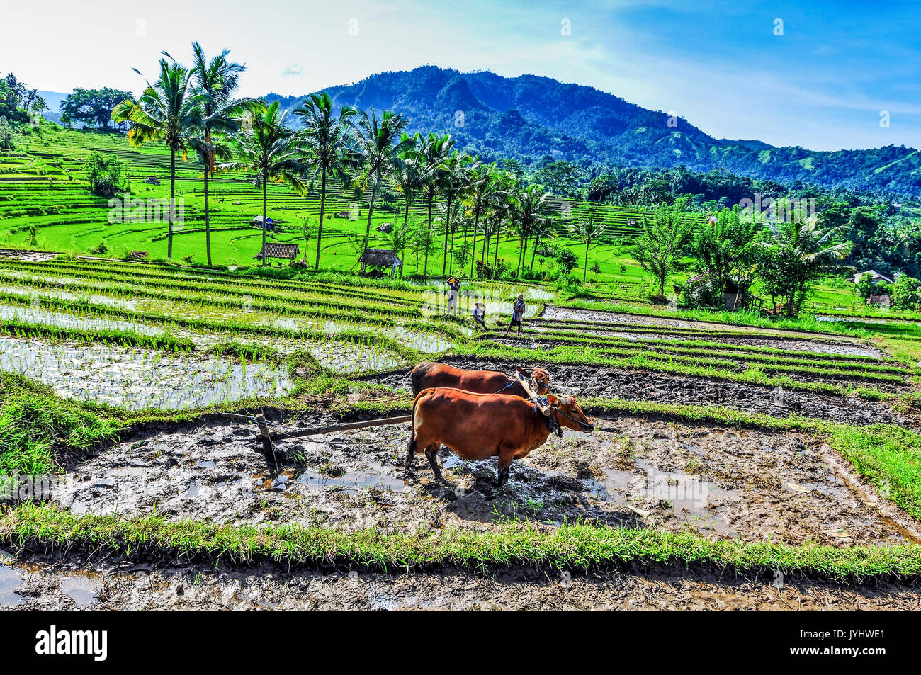 Asia, South-East Asia, Indonesia, Bali, Sidemen. Farmers working in a ...