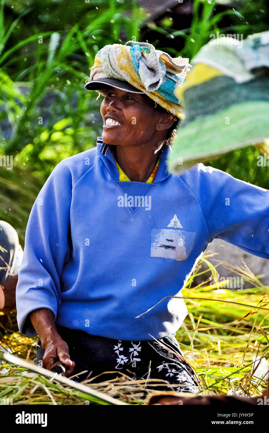 Asia, South East Asia, Indonesia, Bali, Amed. Workers at threshing rice ...
