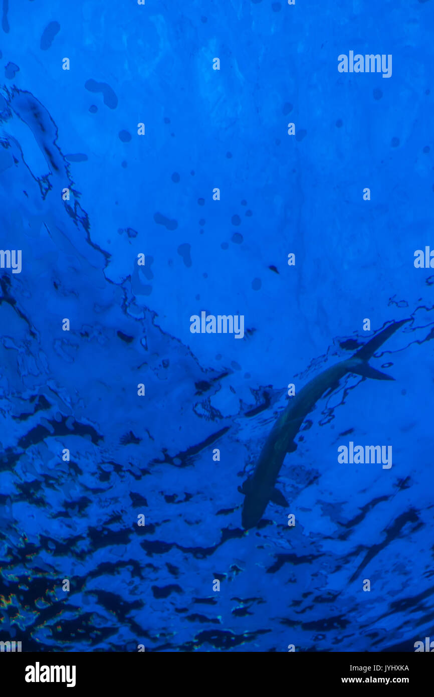 A view from below of a lone skinny fish swimming Stock Photo - Alamy