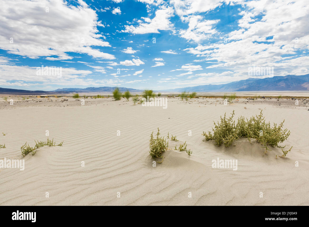 Desert landscape with bushes. Inyo County, California, USA Stock Photo ...