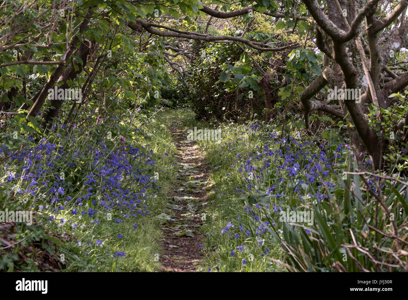 A glade of Blue bells on a cliff footpath in woodland at Gouliot ...