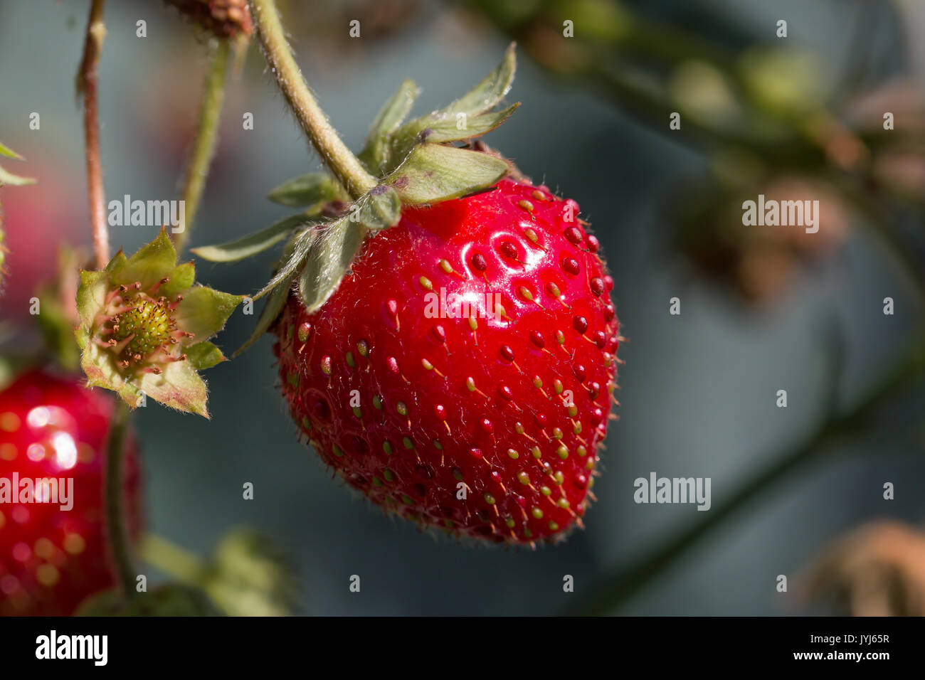 Ripe strawberry and newly-forming fruit in sunshine Stock Photo - Alamy