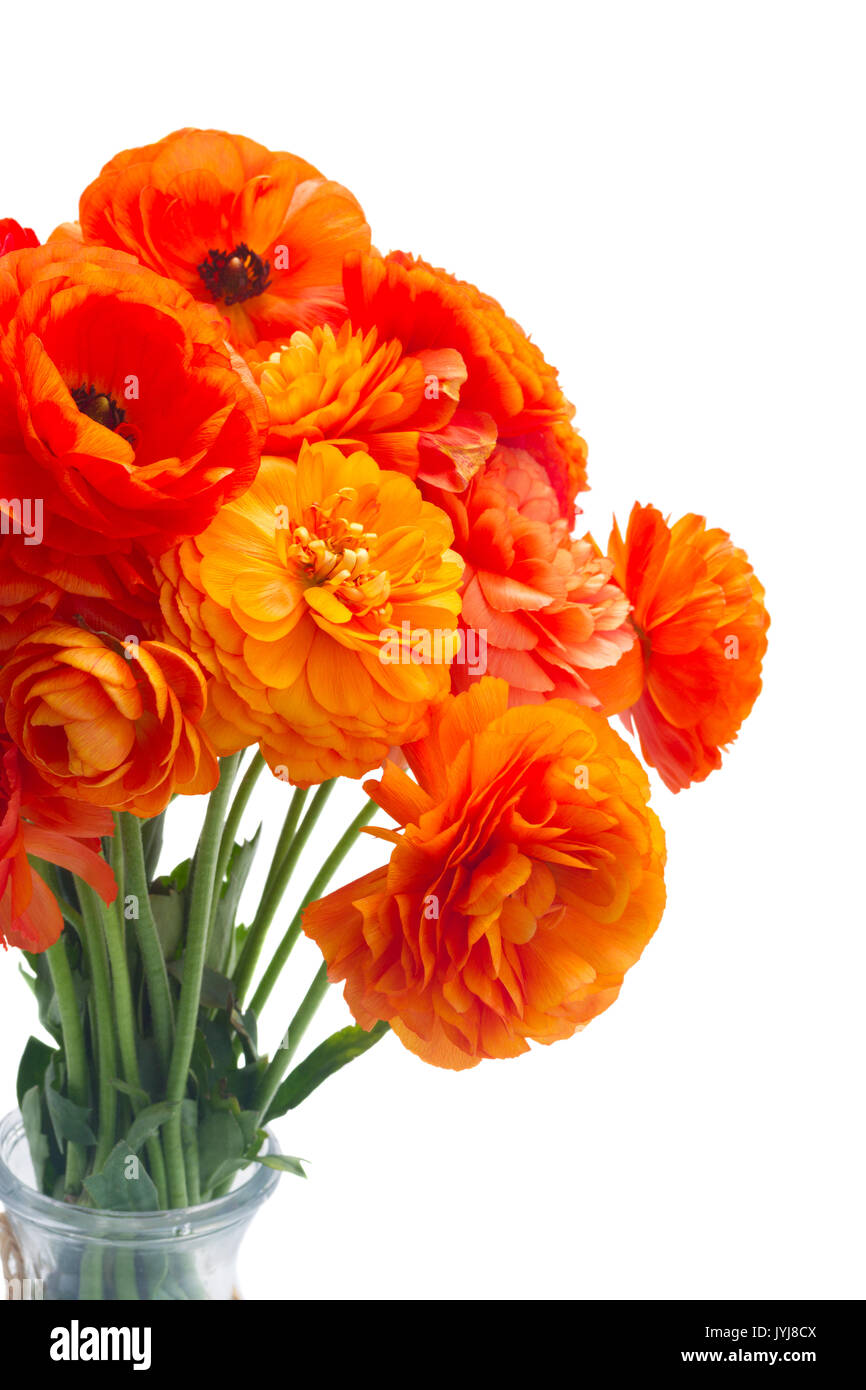 Orange ranunculus wallpaper hi-res stock photography and images - Alamy