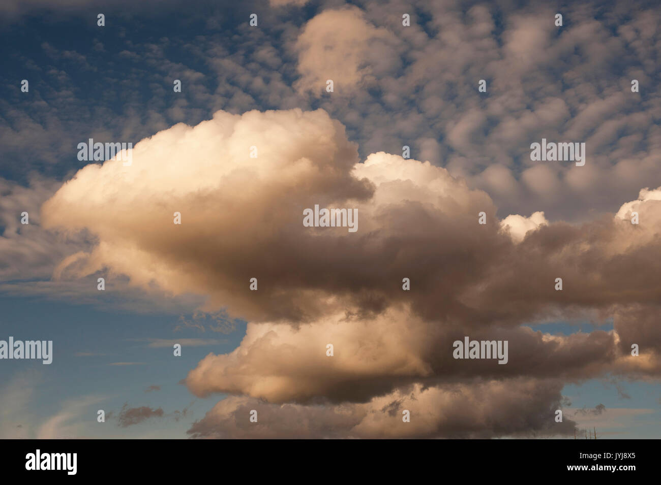 Cumulus with vertical growth and cirruscumulus toward sunset Stock ...