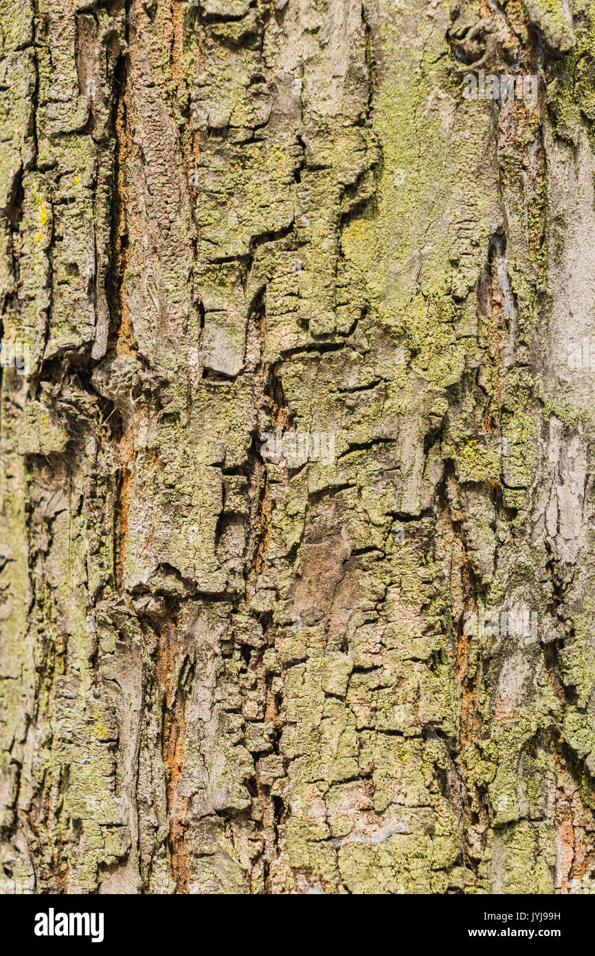 Old Bark Tree texture background, Brown Tree trunk close up Stock Photo ...