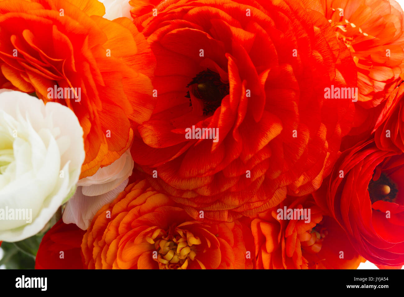 Orange ranunculus fresh flowers Stock Photo - Alamy