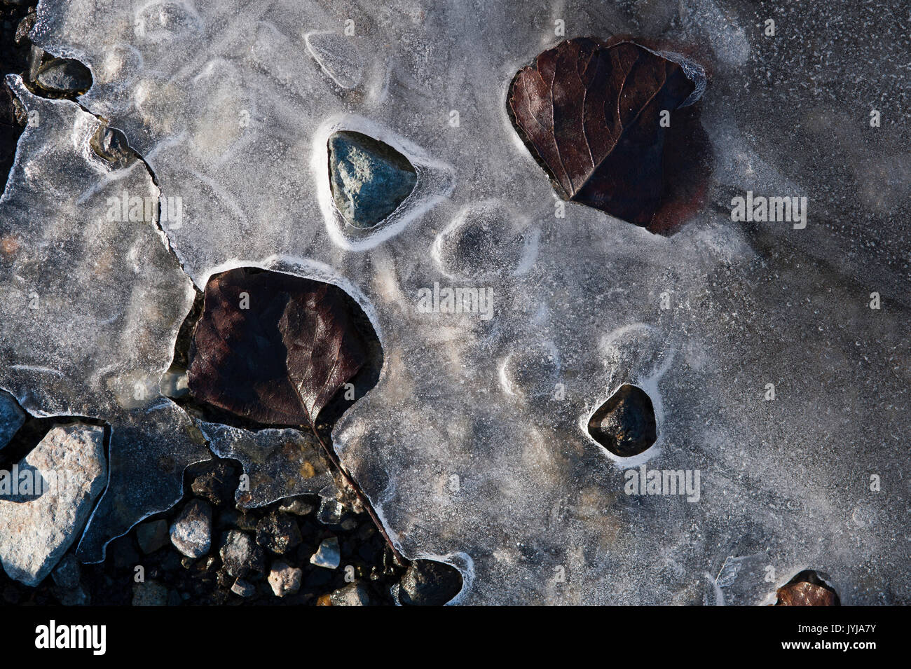 Frozen puddles with leaves frozen under sheet of ice making patterns ...