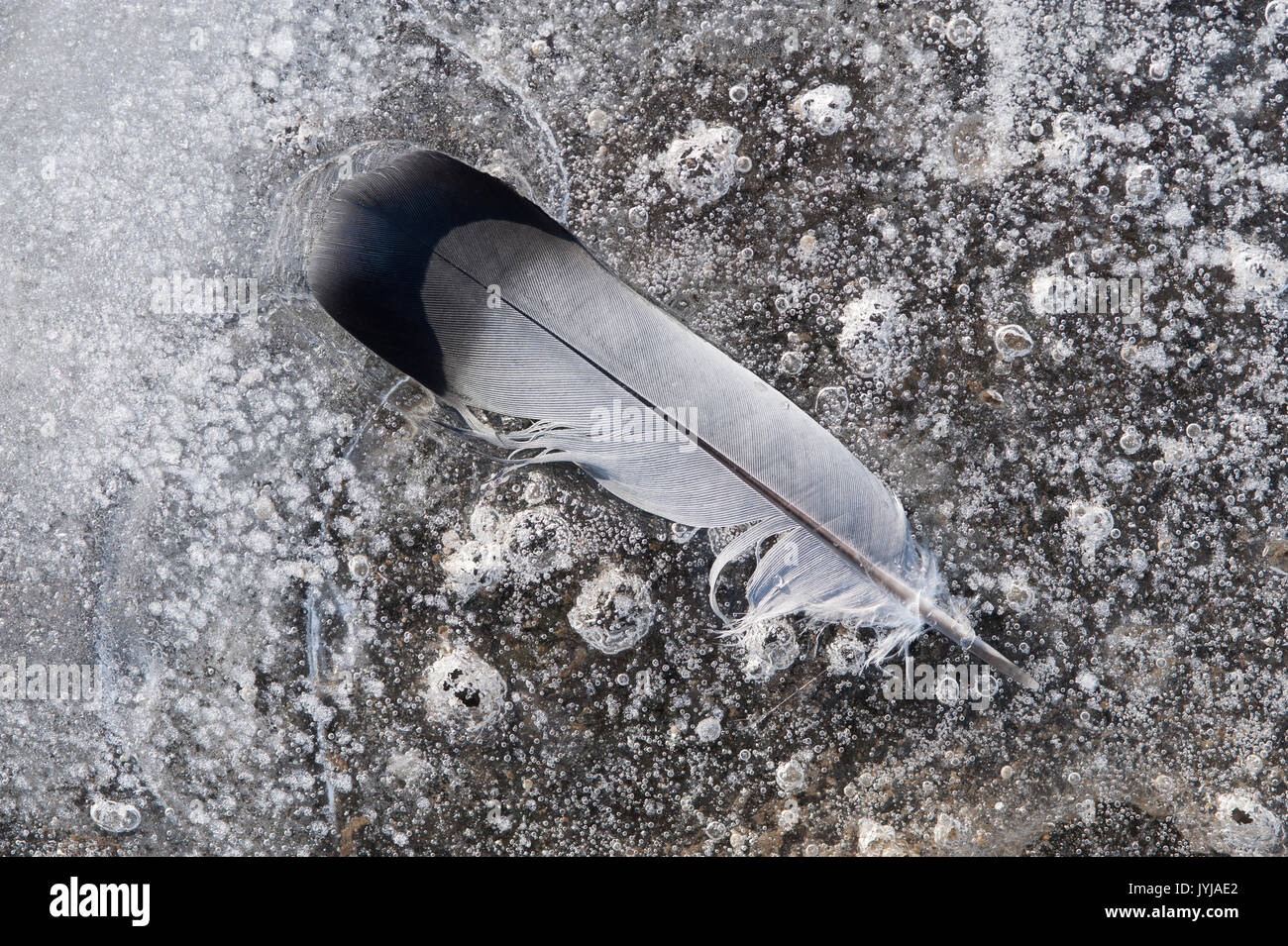 Feather patterns in ice hi-res stock photography and images - Alamy