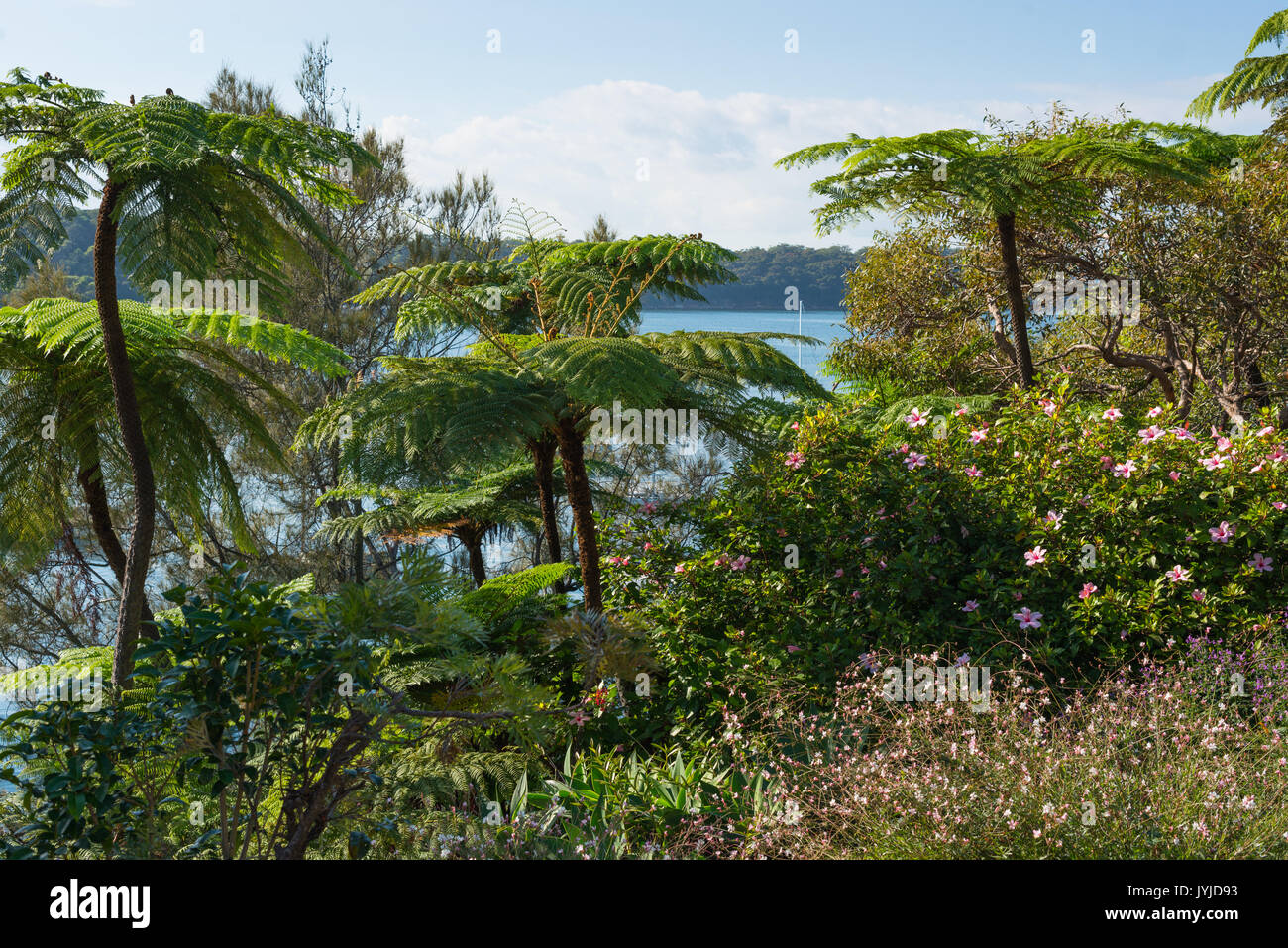 Cremorne point hi-res stock photography and images - Alamy