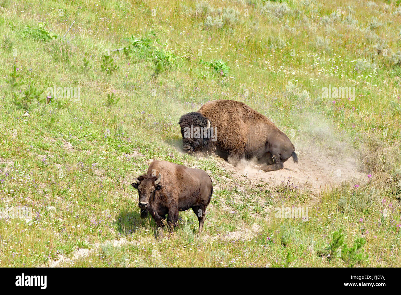Bull Scratching Horn High Resolution Stock Photography and Images - Alamy