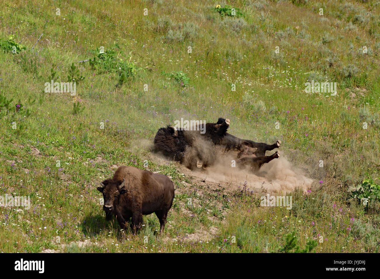 Bison yellowstone fight hi-res stock photography and images - Alamy