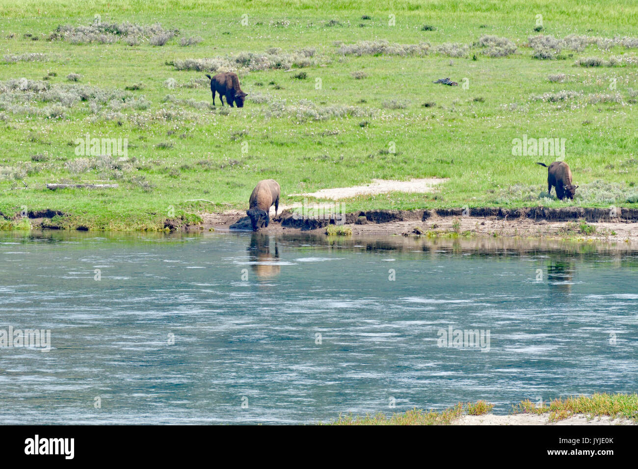 A Bison Drinking from Yellowstone River Stock Photo - Alamy