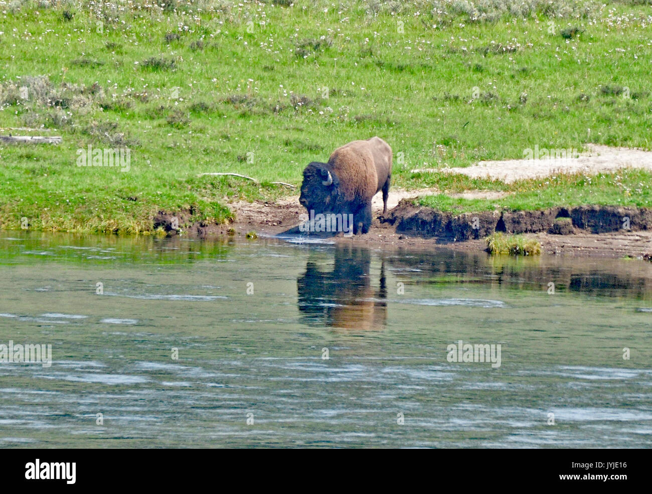 A Bison Drinking from Yellowstone River Stock Photo - Alamy