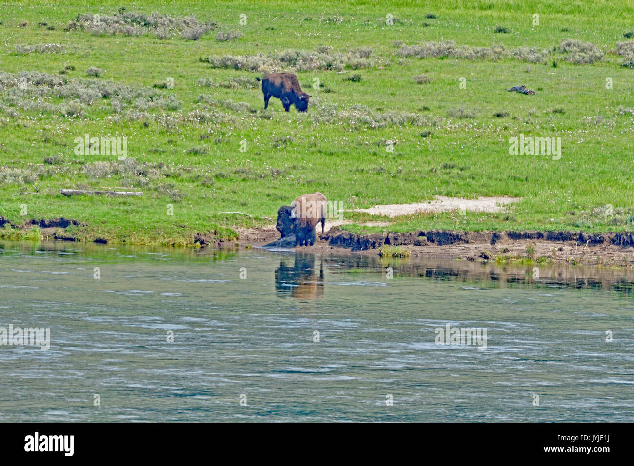 A Bison Drinking from Yellowstone River Stock Photo - Alamy
