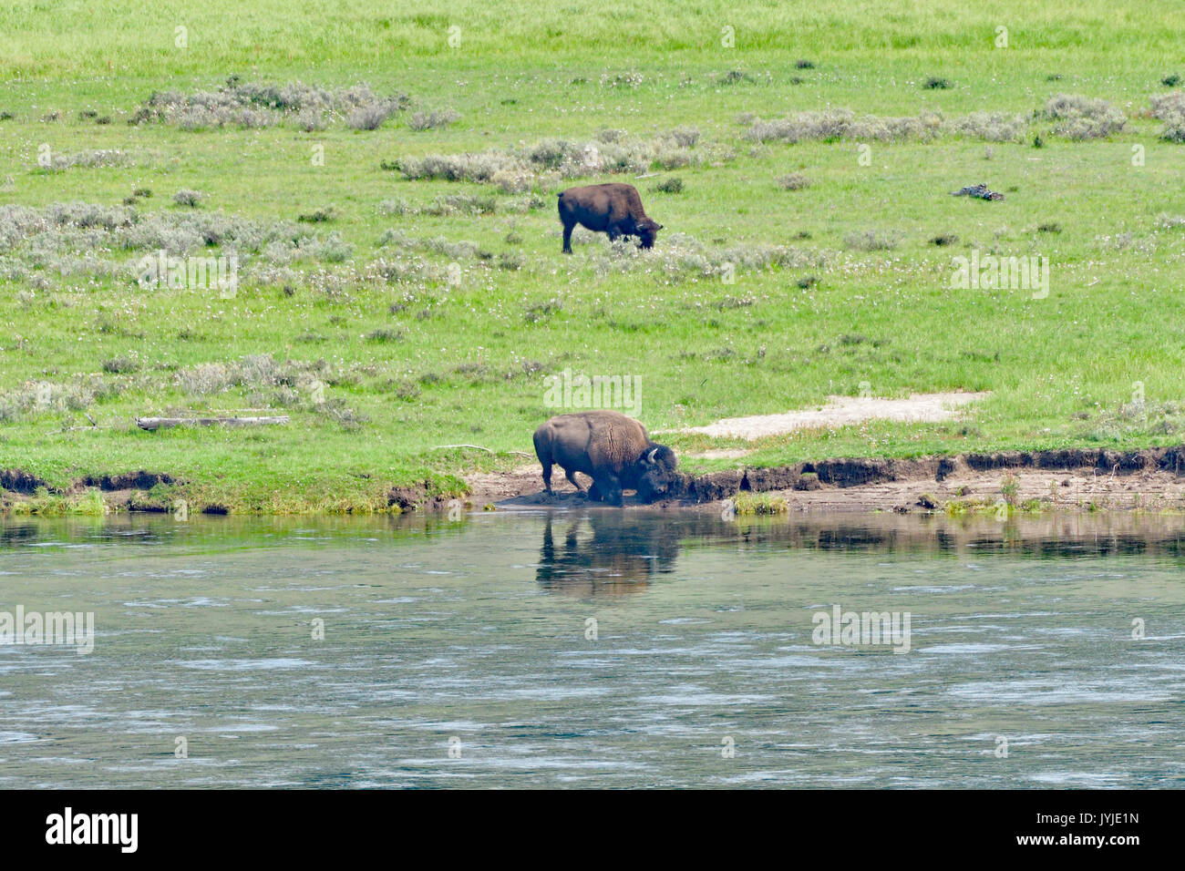 A Bison Drinking from Yellowstone River Stock Photo - Alamy