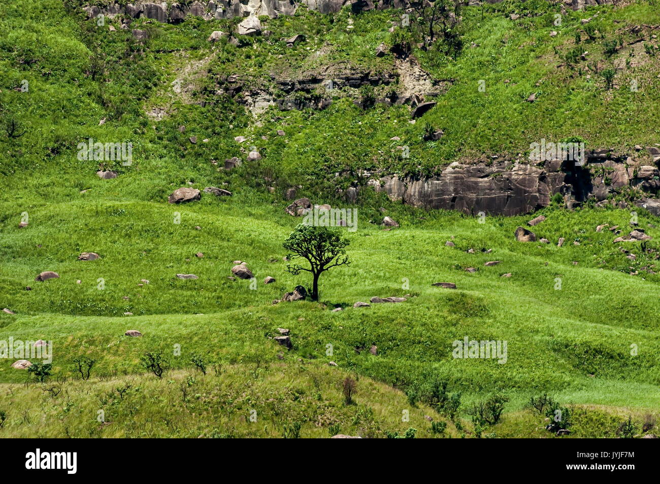 Alone tree and big rock in Drakensberg mountain, South Africa Stock ...
