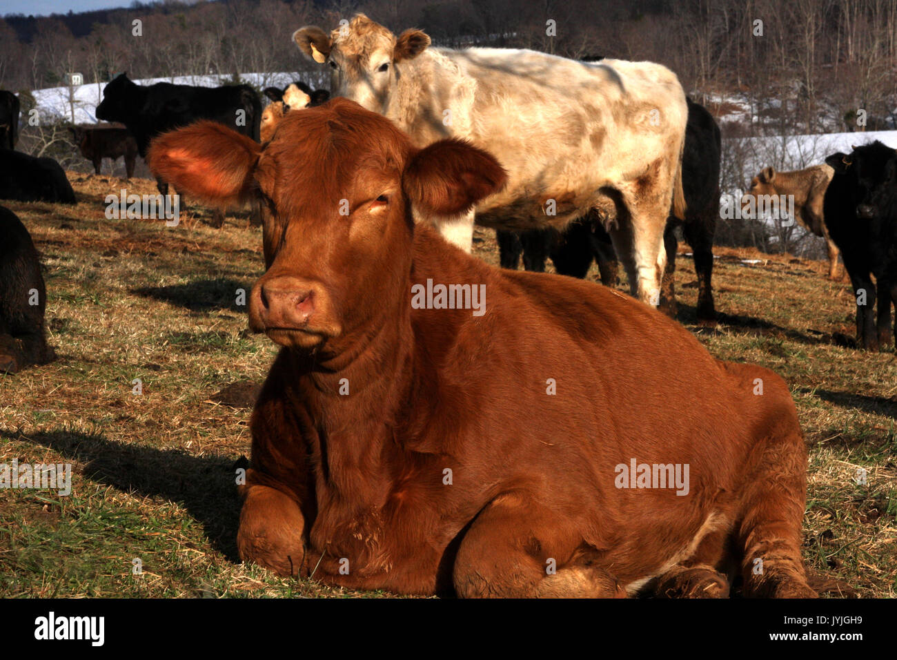 Cow sitting in pasture at hi-res stock photography and images - Alamy