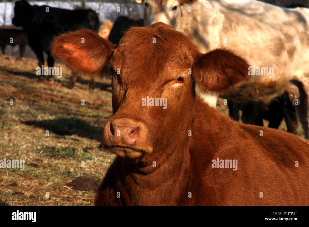 Cow sitting in pasture at hi-res stock photography and images - Alamy