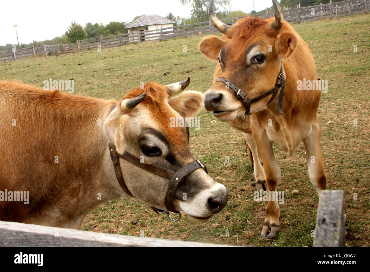 Two cows at the farm Stock Photo - Alamy