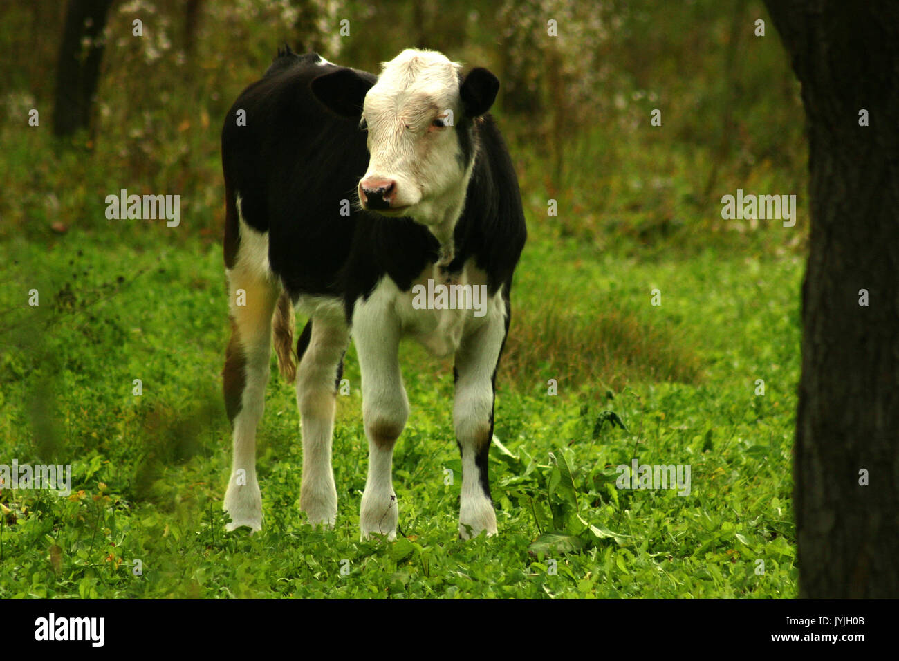Cute calf in the field Stock Photo - Alamy