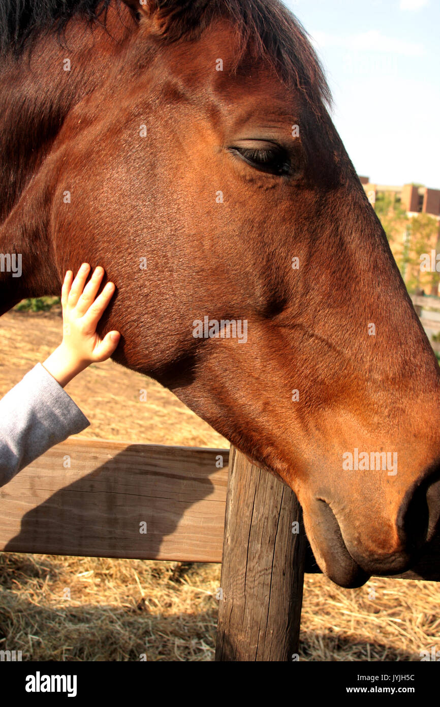 Little child's hand caressing brown horse's head Stock Photo - Alamy