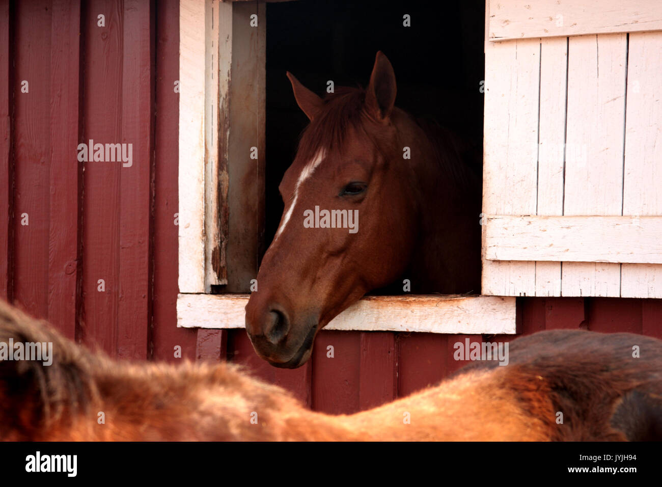 Horse enclosed in stall, looking out Stock Photo - Alamy