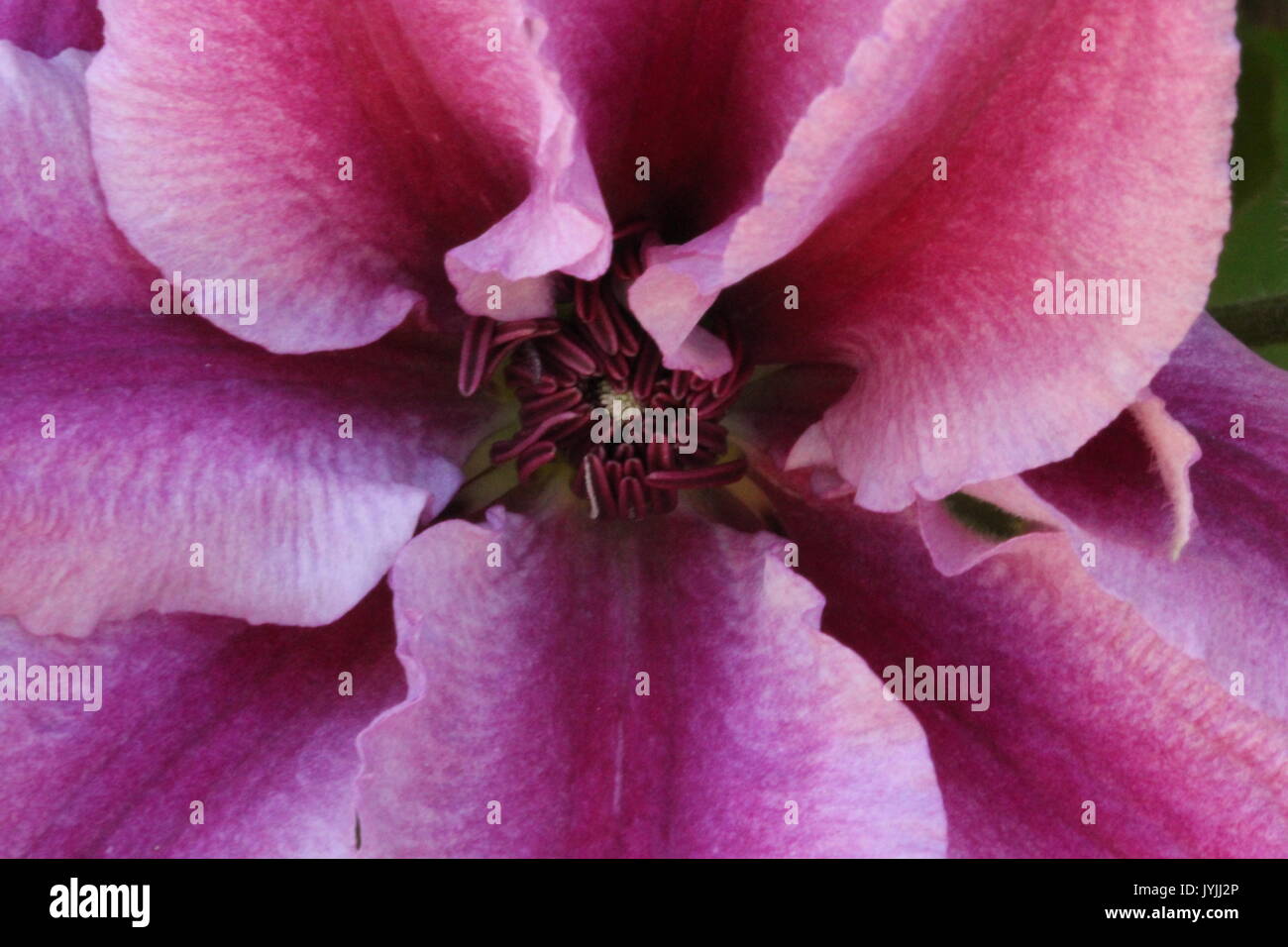 Pink clematis flower center detail Stock Photo - Alamy