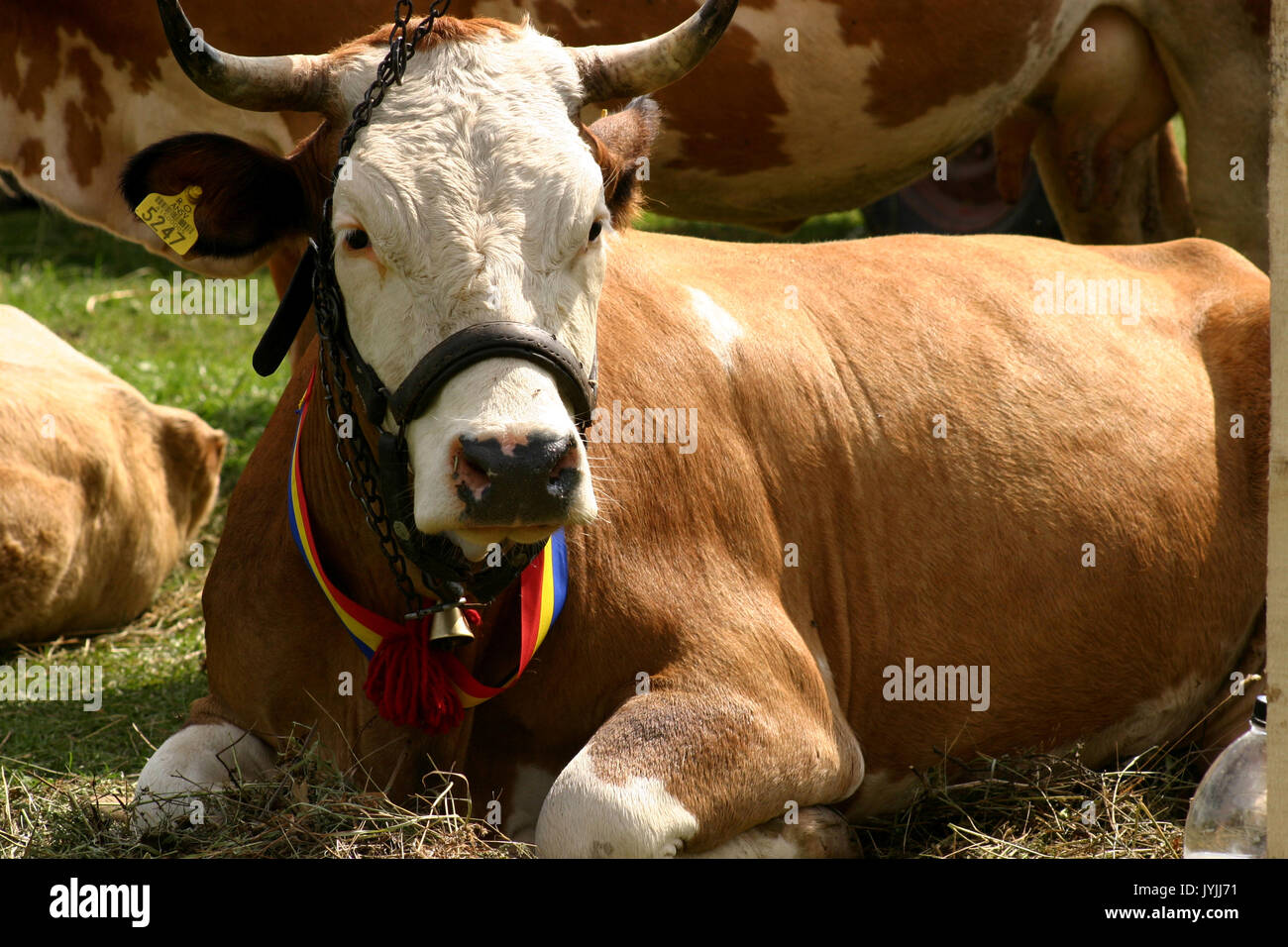 Cow Sitting Down Stock Photos & Cow Sitting Down Stock Images - Alamy
