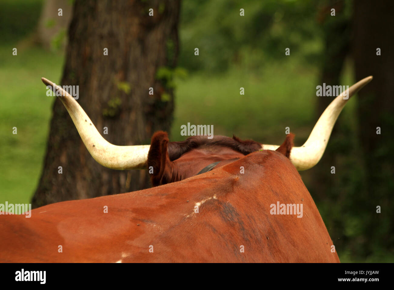 Bull Horns Cow Animal Close Up High Resolution Stock Photography and ...