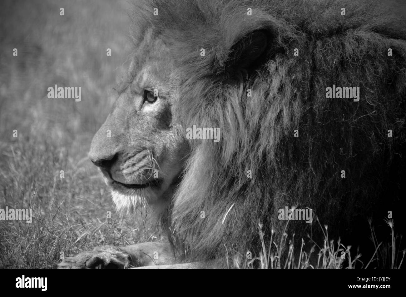 Male Lion resting in the zoo. Wild old lion potrait Stock Photo - Alamy