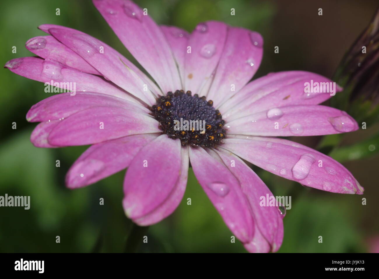 Pink African daisy with water droplets; Osteospermum Stock Photo - Alamy