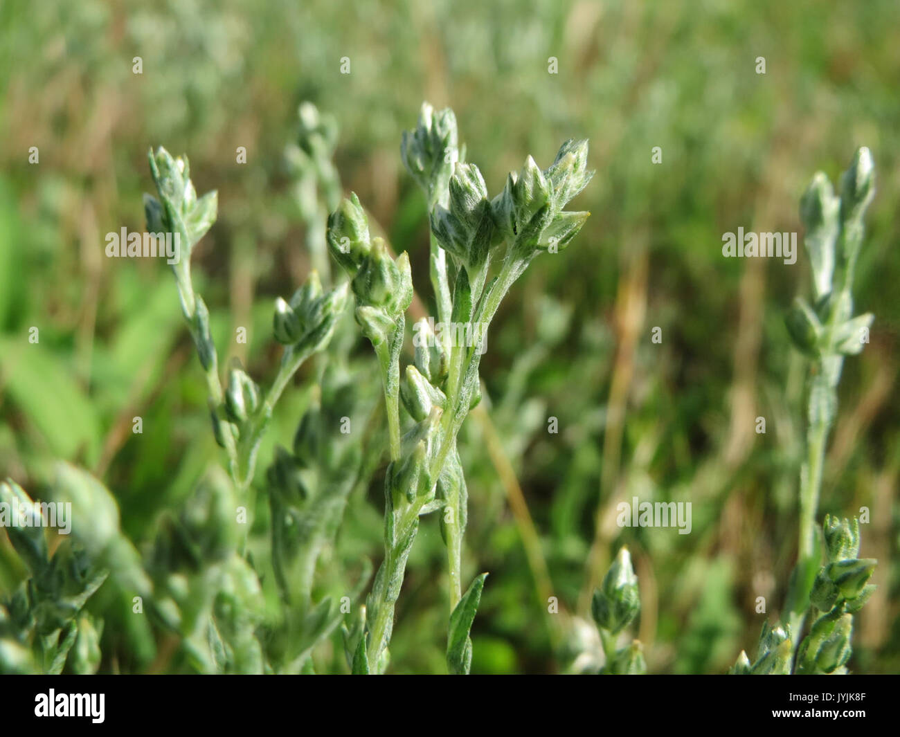 Weed from corn fields hi-res stock photography and images - Alamy