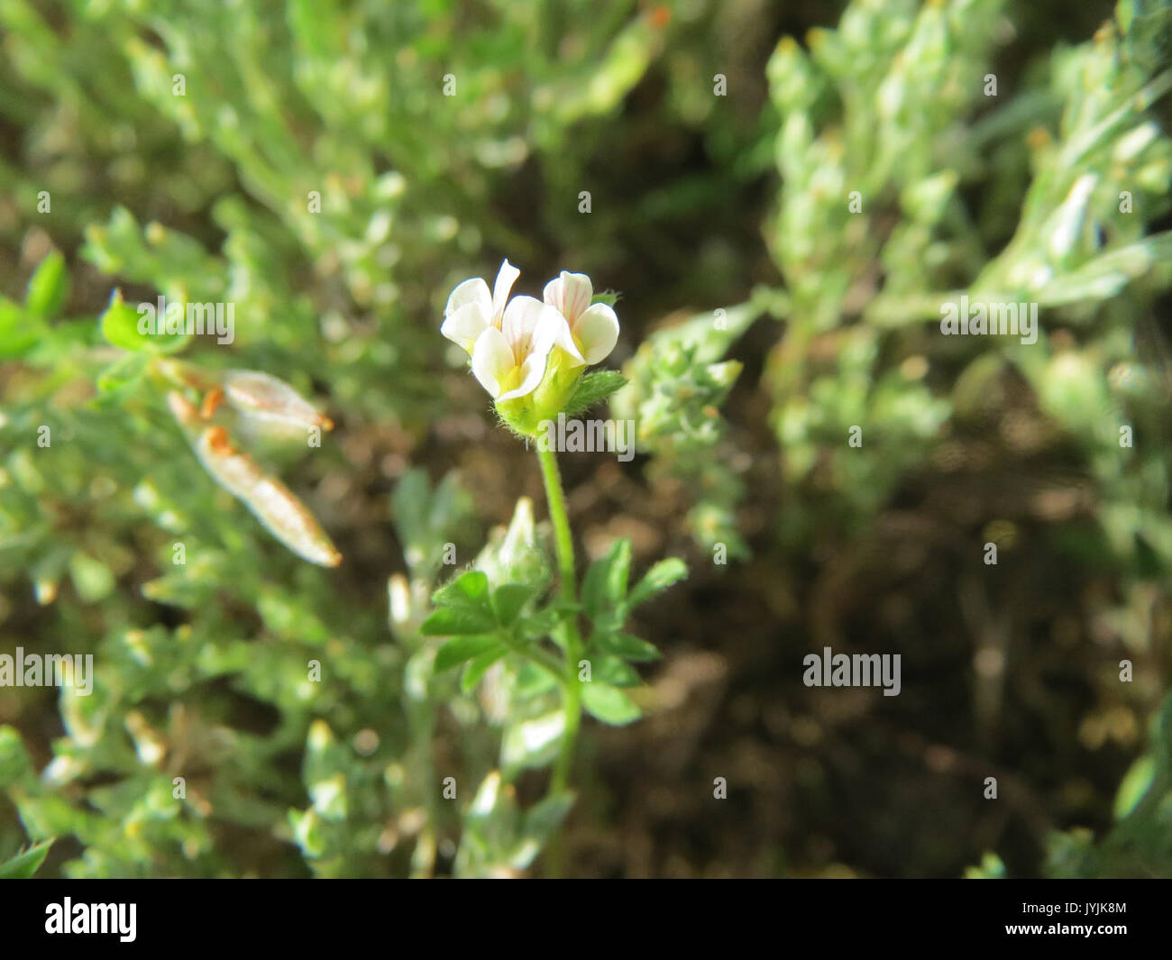 Rare legumes hi-res stock photography and images - Alamy