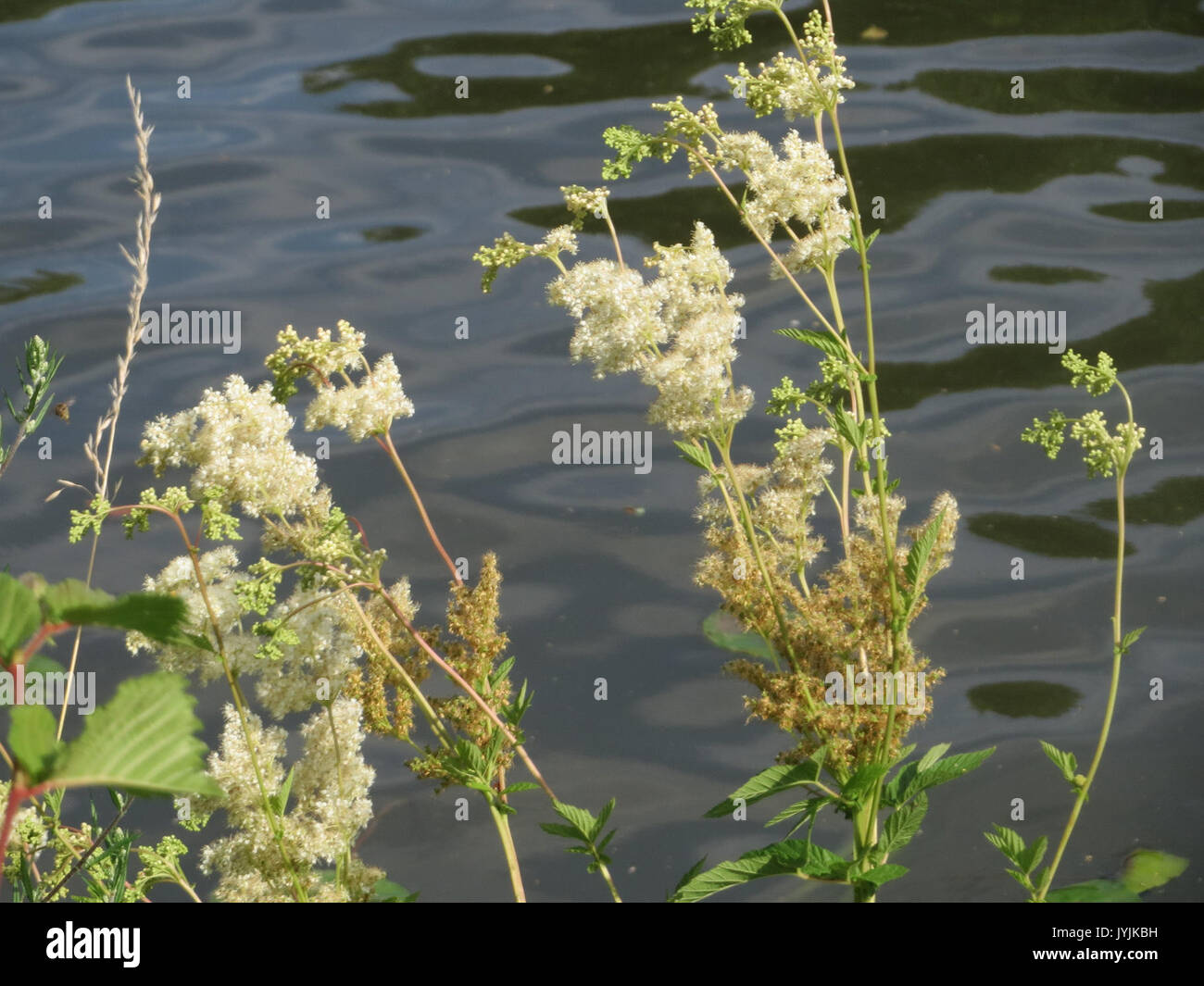 Umbrella shaped clusters hi-res stock photography and images - Alamy
