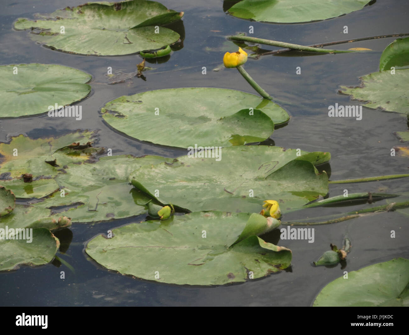 Genus nuphar hi-res stock photography and images - Alamy