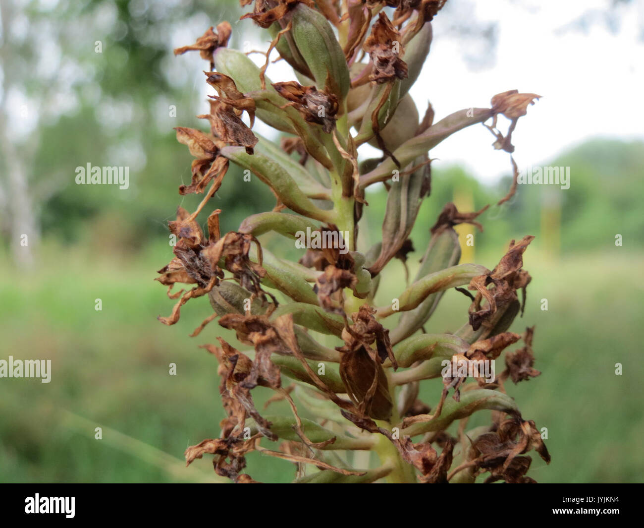 Flower pyramid flower pyramid hi-res stock photography and images - Alamy