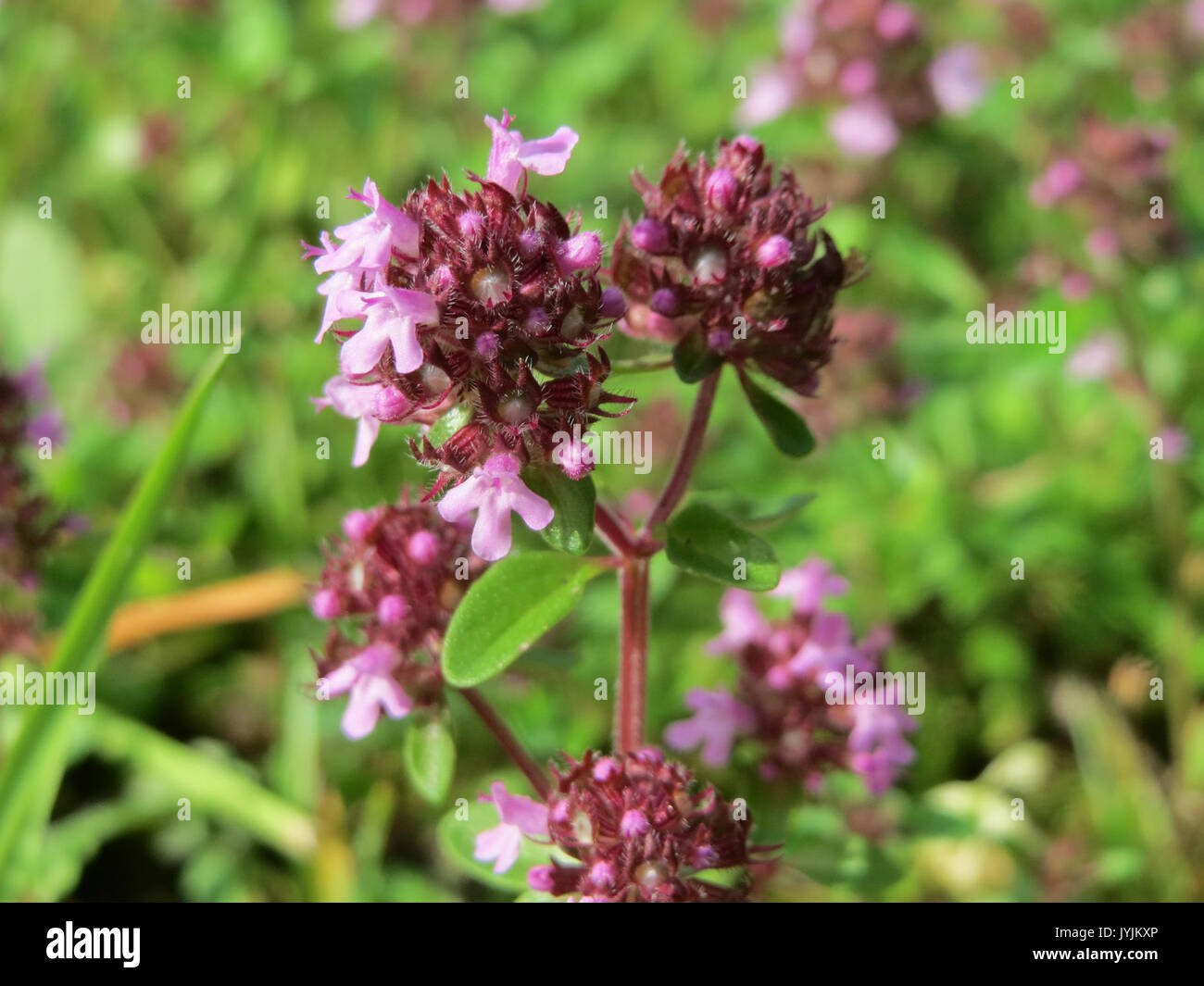 Thymus study hi-res stock photography and images - Alamy