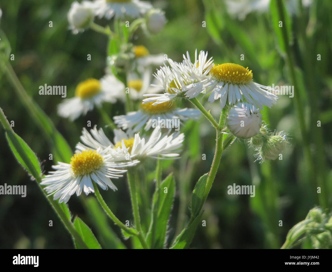 A photograph of *Erigeron annuus*, commonly known as annual fleabane ...