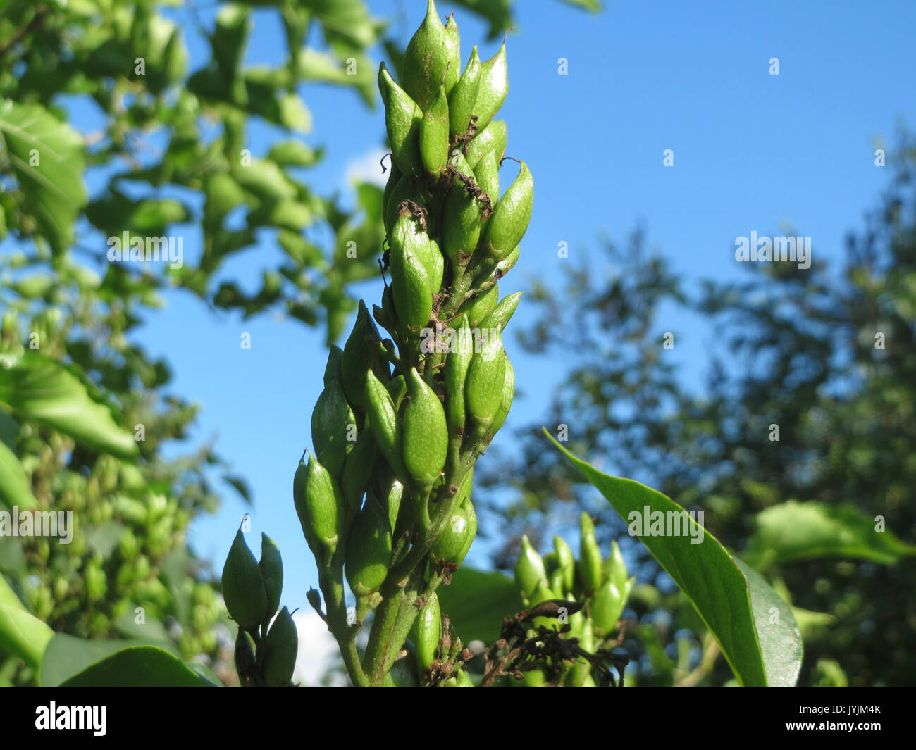 Purple lilacs syringa vulgaris hi-res stock photography and images - Alamy
