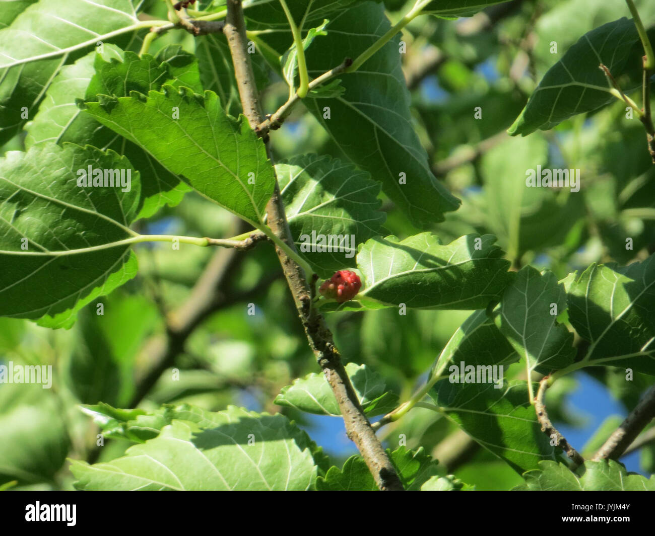 Mulberry tree china illustration hi-res stock photography and images ...