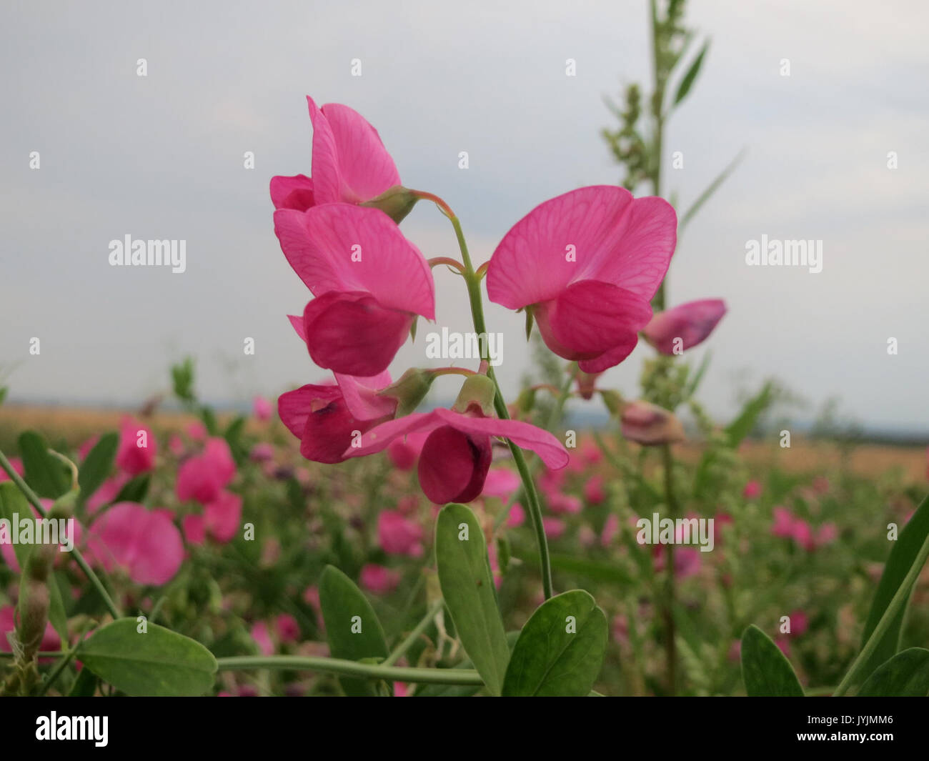Tuberous pea plant hi-res stock photography and images - Alamy