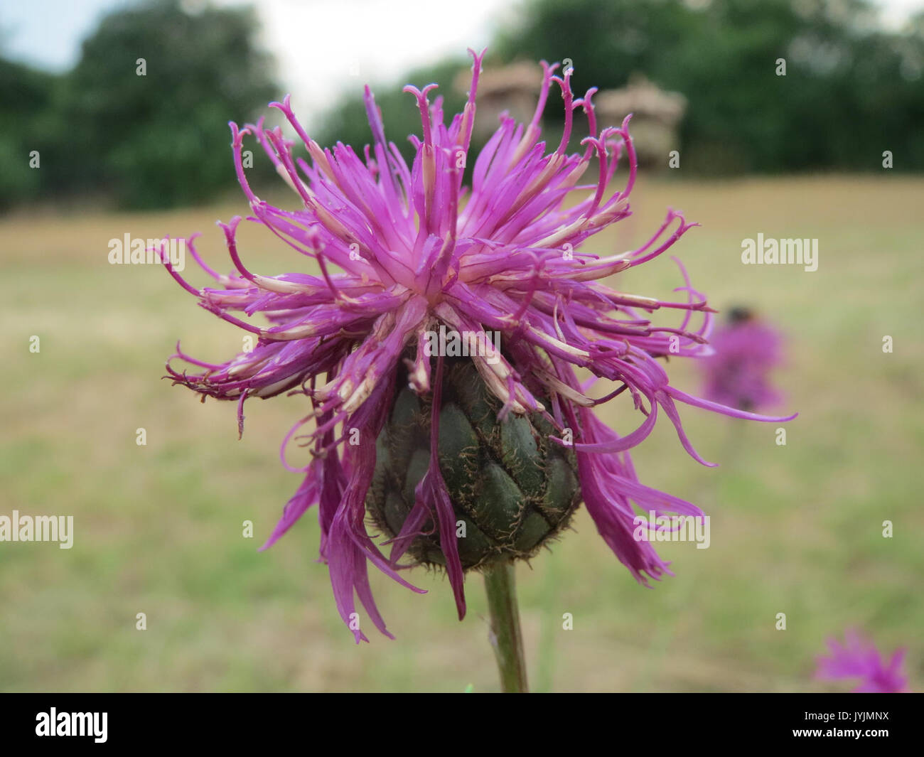 Cornflower identification hi-res stock photography and images - Alamy