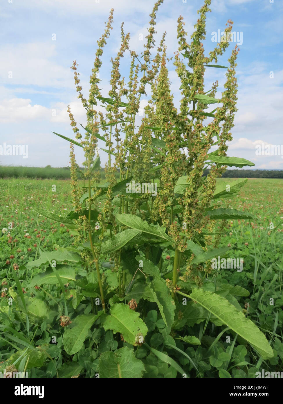 The blunt family hi-res stock photography and images - Alamy