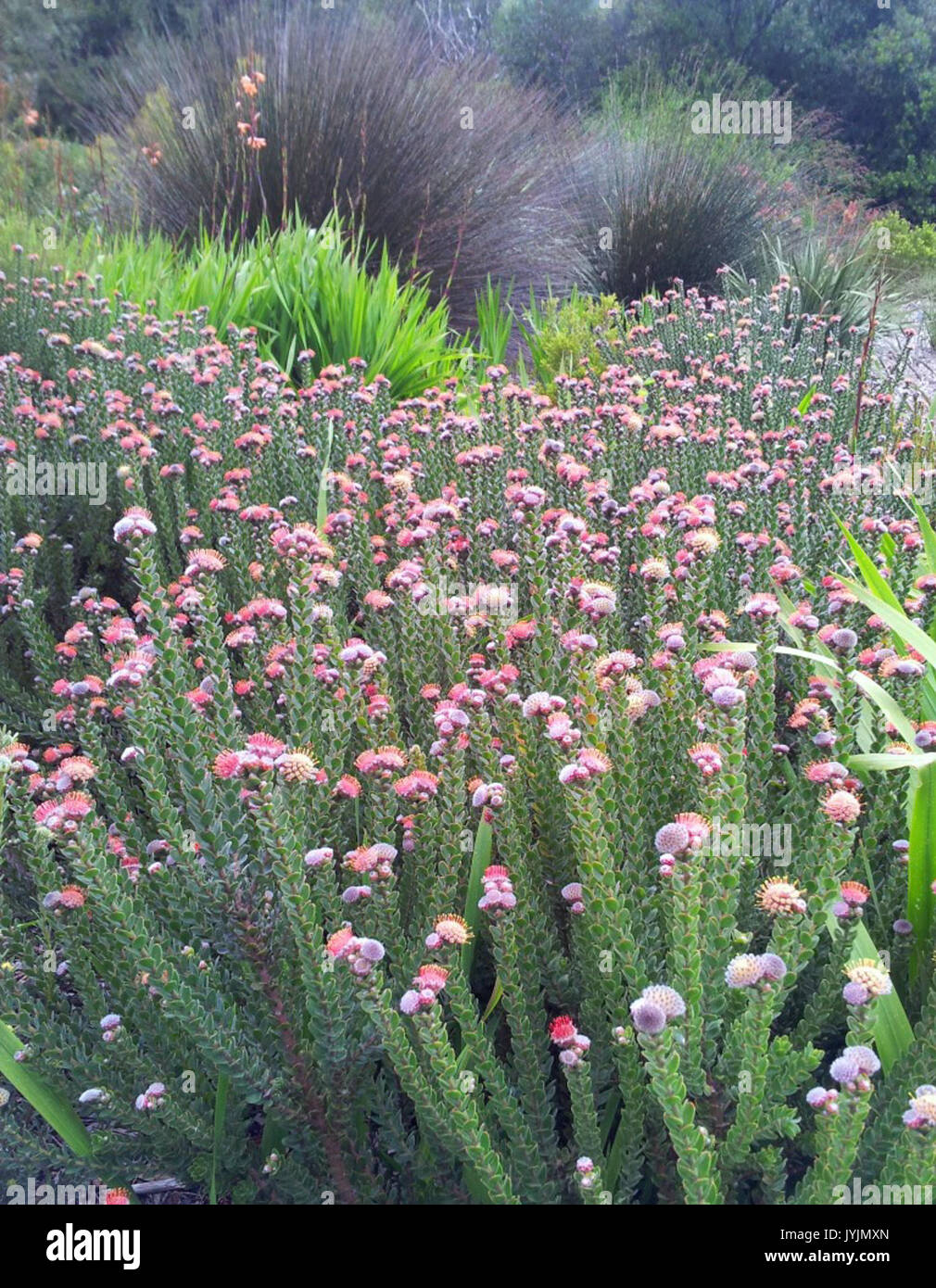 Mountain fynbos habitat hi-res stock photography and images - Alamy